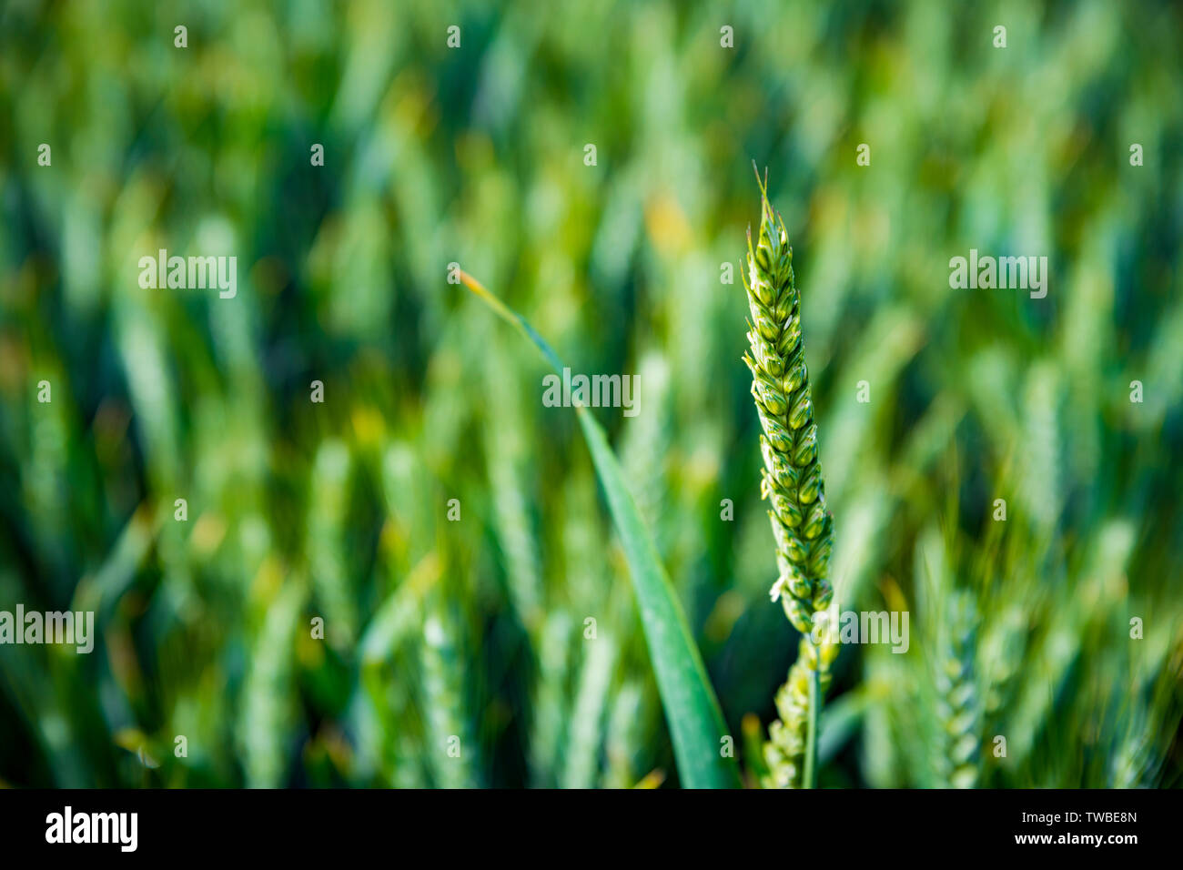 Wheat growing in UK agricultural field. Farming background Stock Photo ...