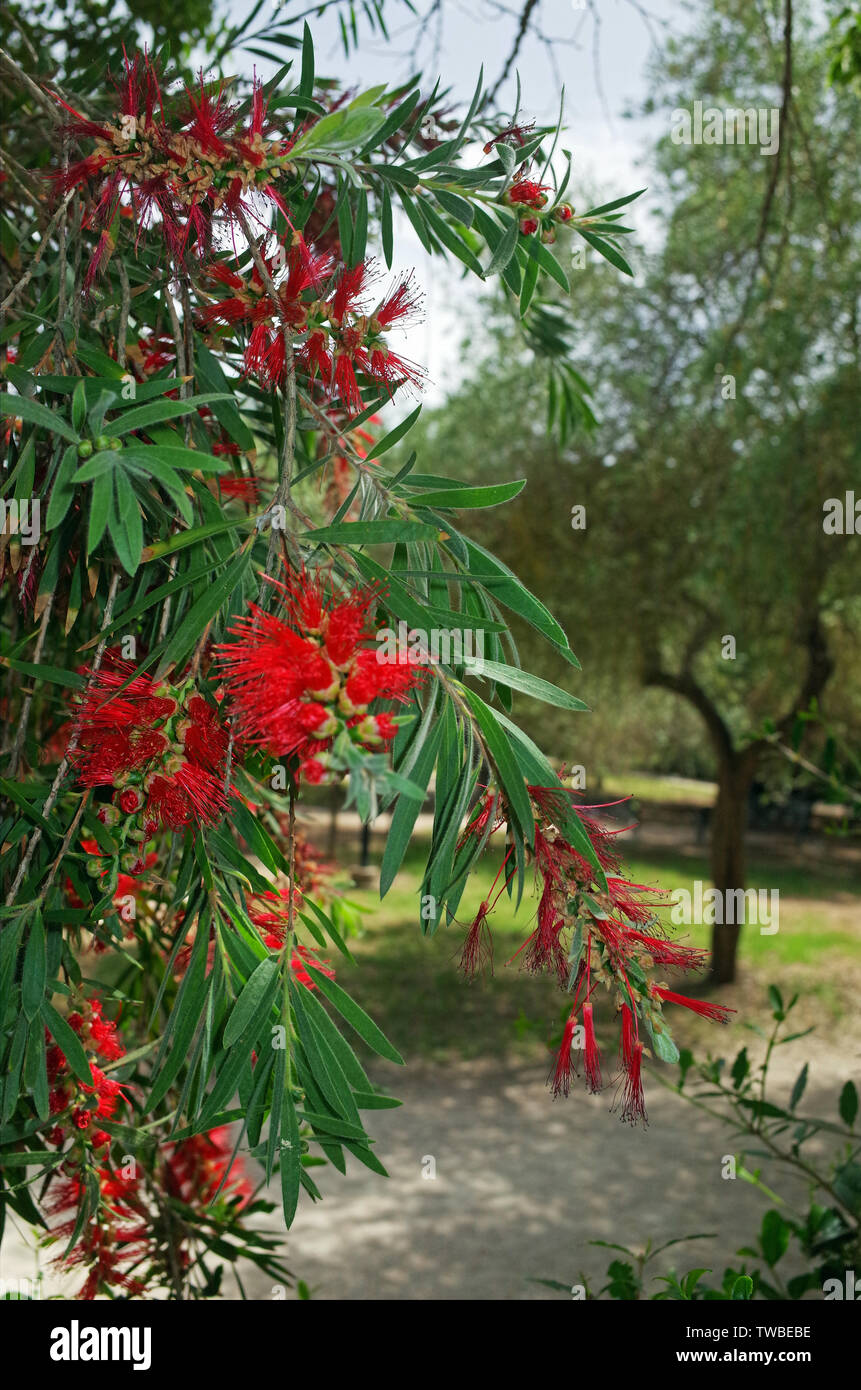 Callistemon viminalis tree hi-res stock photography and images - Alamy