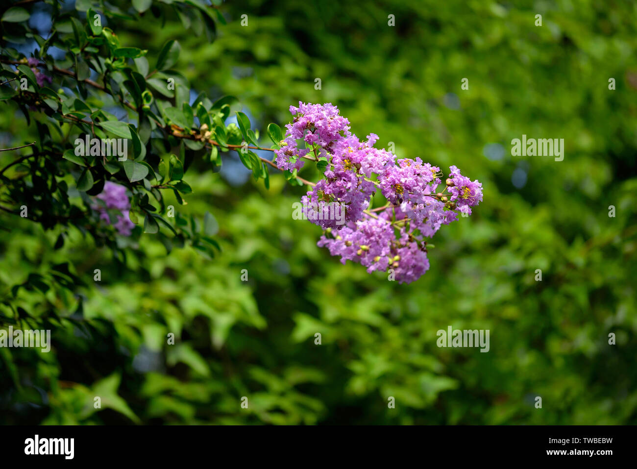 Wild crape myrtle hi-res stock photography and images - Alamy