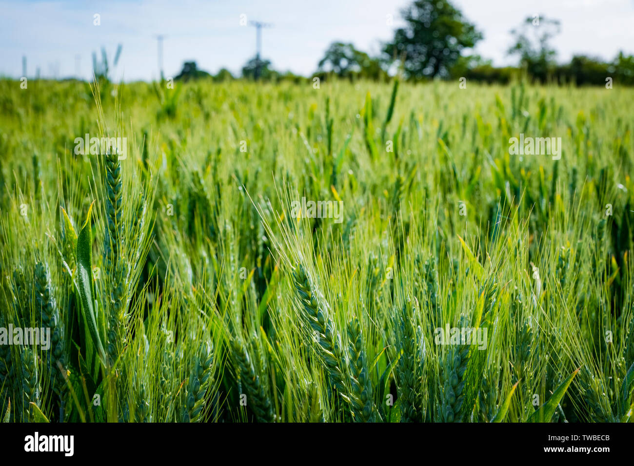 The no 11 seed hi-res stock photography and images - Alamy