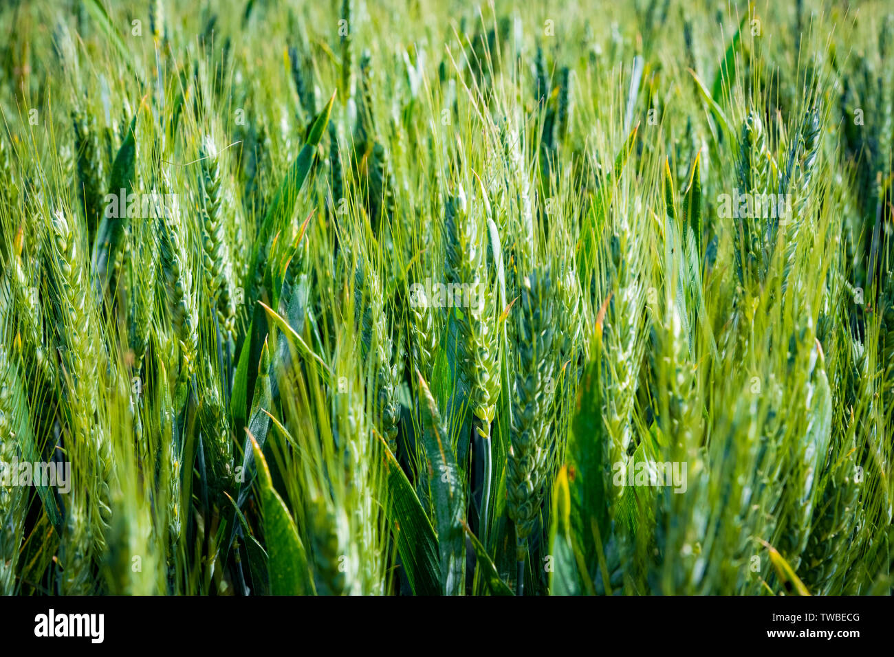 Wheat growing in UK agricultural field. Farming background Stock Photo ...
