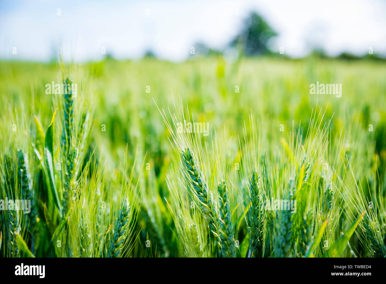 Wheat growing in UK agricultural field. Farming background Stock Photo ...