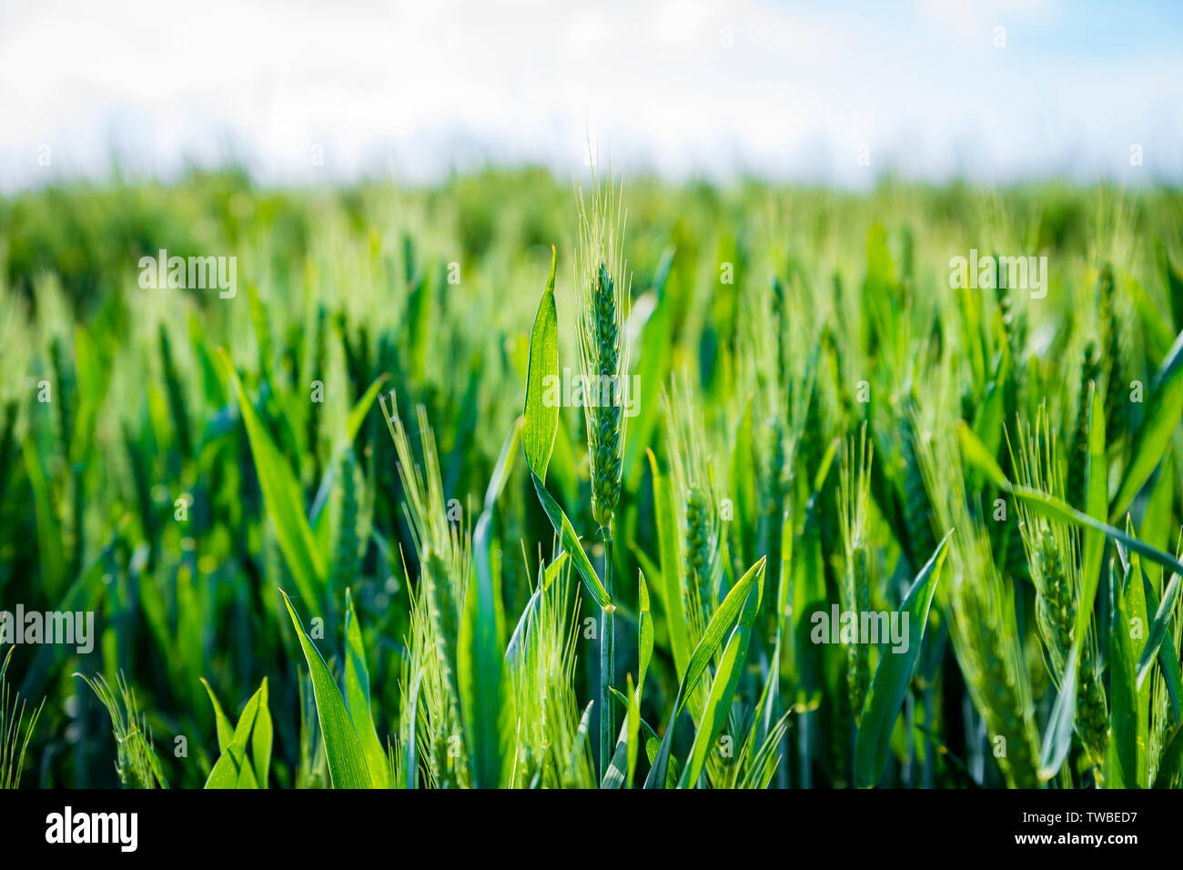Wheat growing in UK agricultural field. Farming background Stock Photo ...