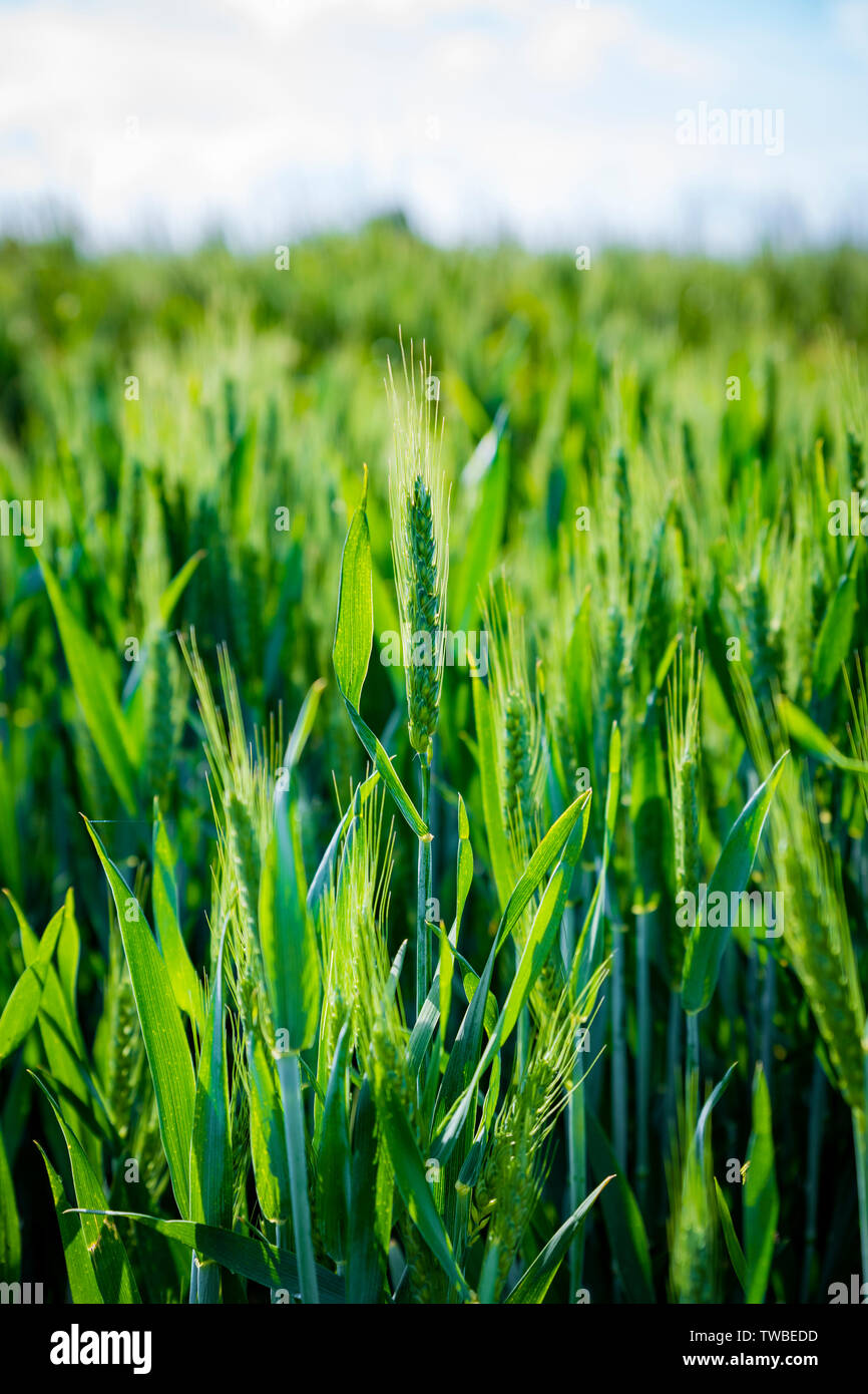 Wheat growing in UK agricultural field. Farming background Stock Photo ...