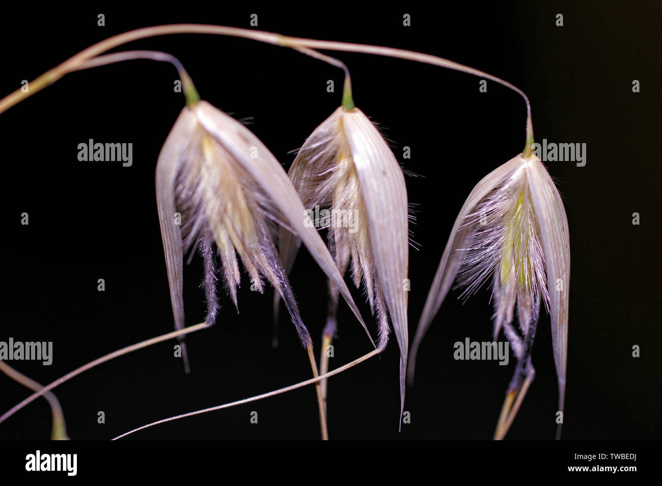 Wild oat (Avena fatua) dry close-up on black background Stock Photo - Alamy