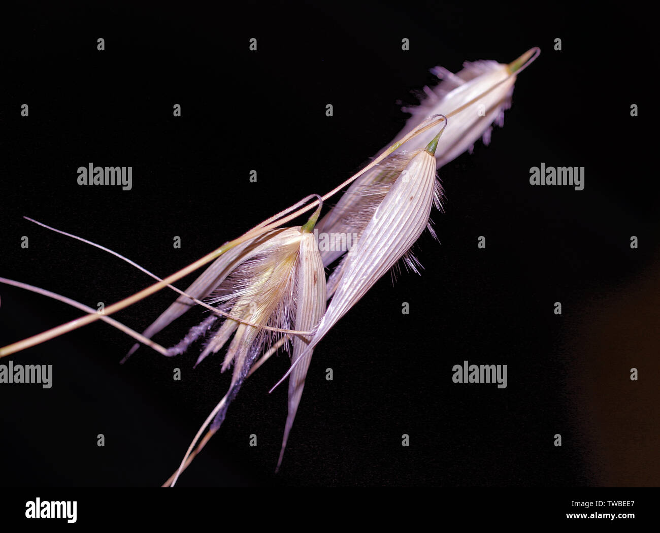 Wild oat (Avena fatua) dry close-up on black background Stock Photo - Alamy