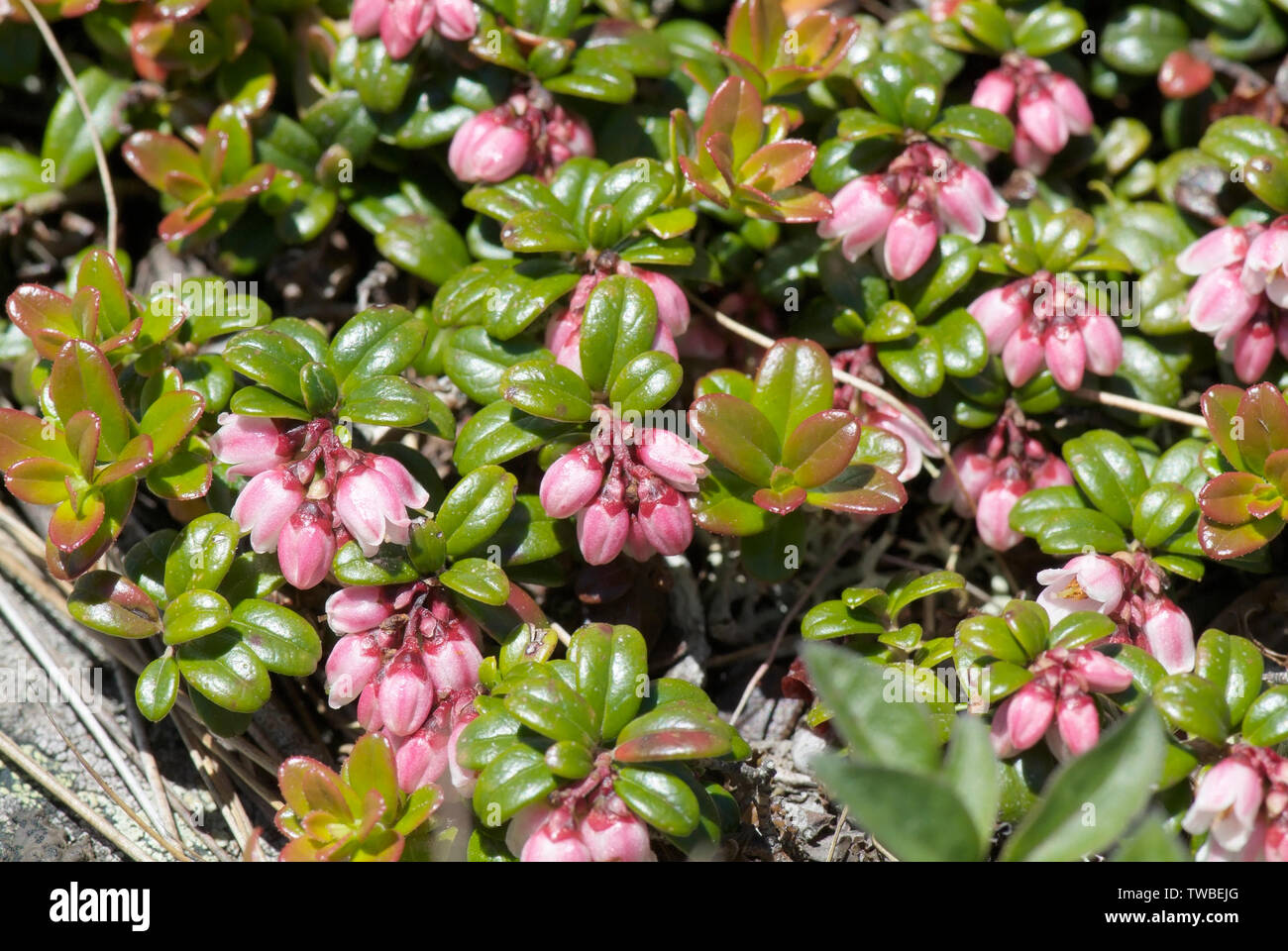 Mountain Cranberry - Vaccinium vitis-idaea - in the Presidential Range ...