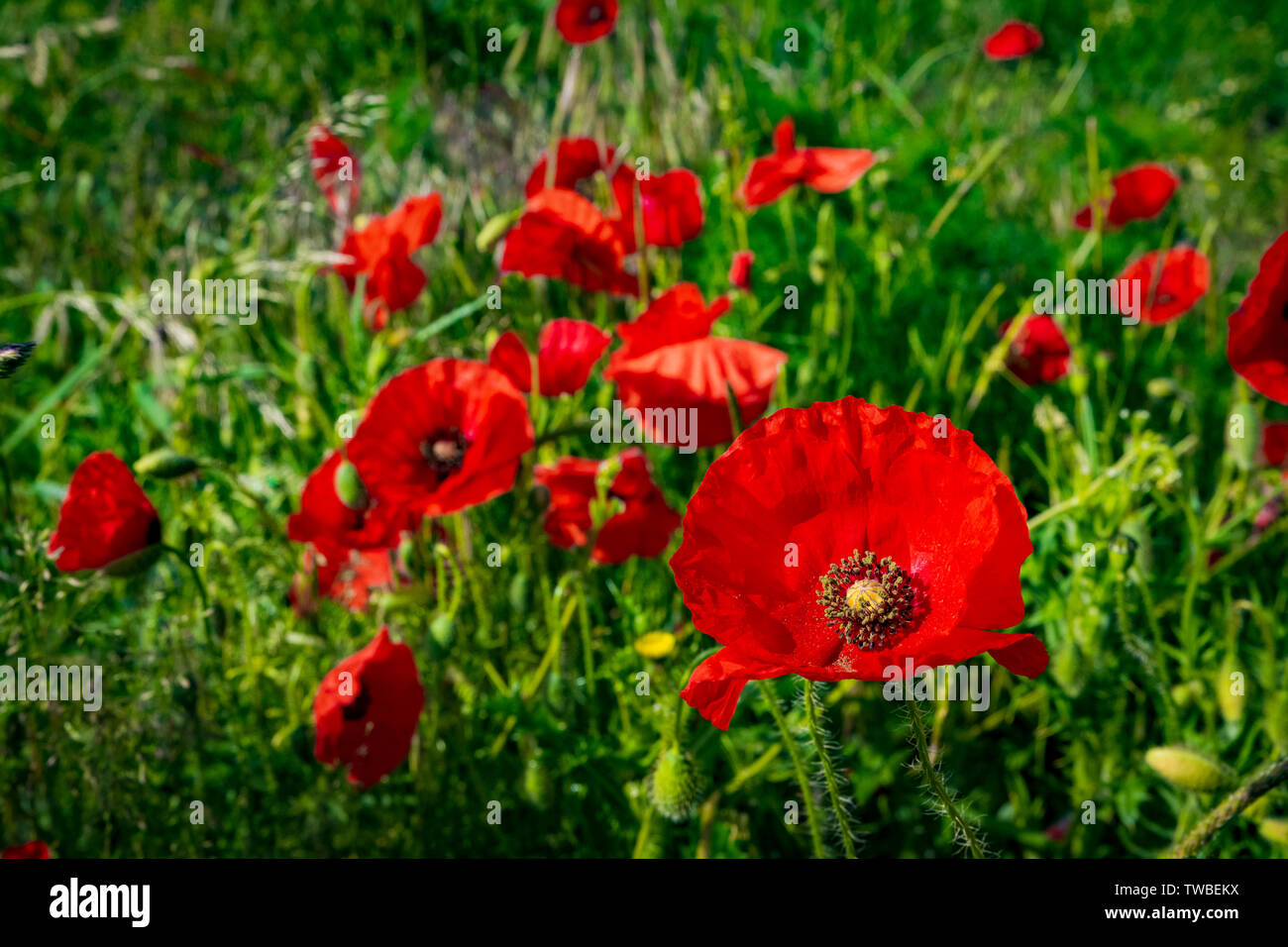Wild red poppies growing in a grass meadow, The Cotswolds UK ...