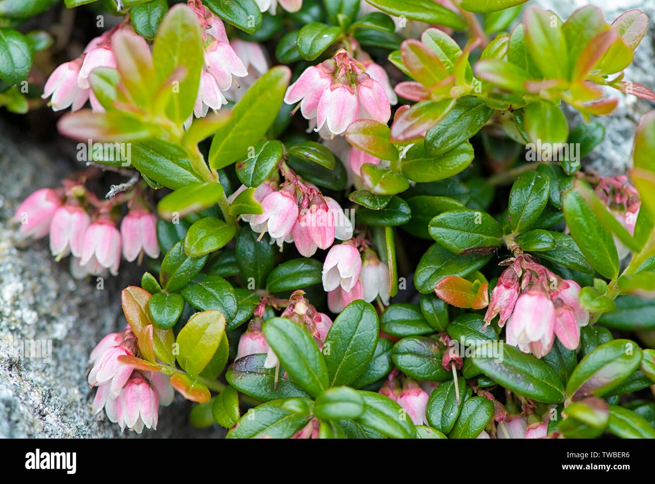 Alpine zone flowers hi-res stock photography and images - Alamy