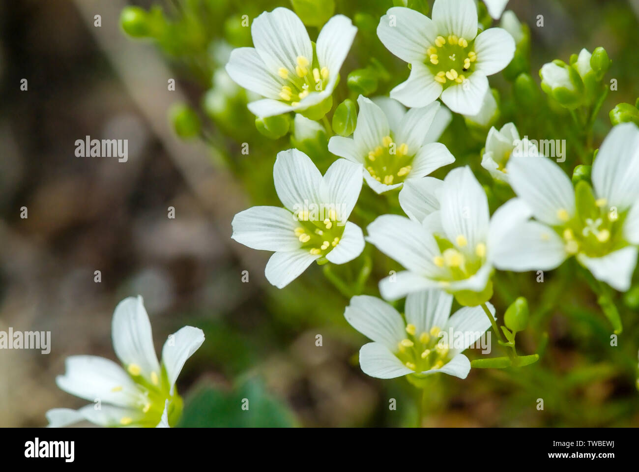 Arenaria groenlandica hi-res stock photography and images - Alamy
