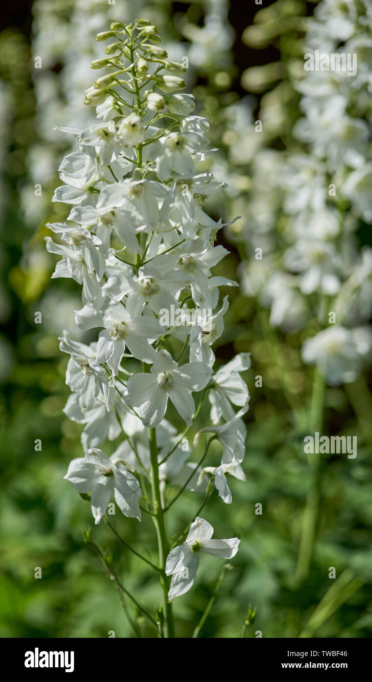 White larkspur hi-res stock photography and images - Alamy