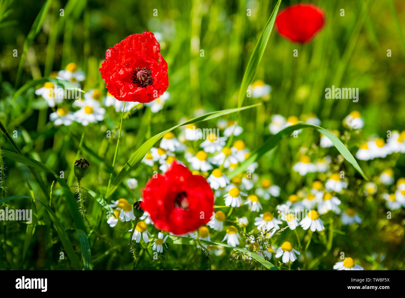 Wild red poppies growing in a natural meadow Stock Photo - Alamy