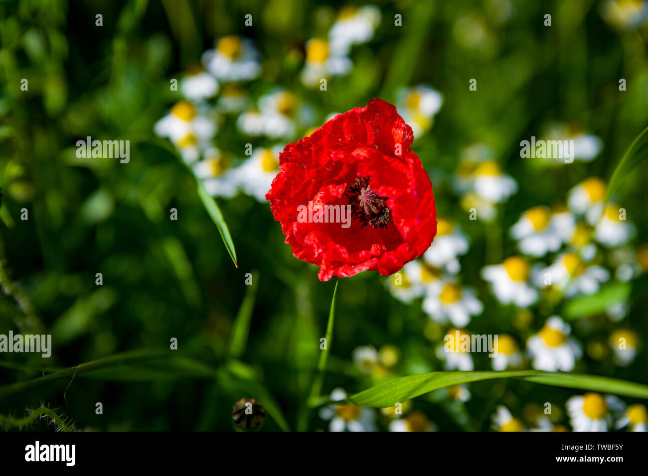 Wild red poppies growing in a natural meadow Stock Photo - Alamy