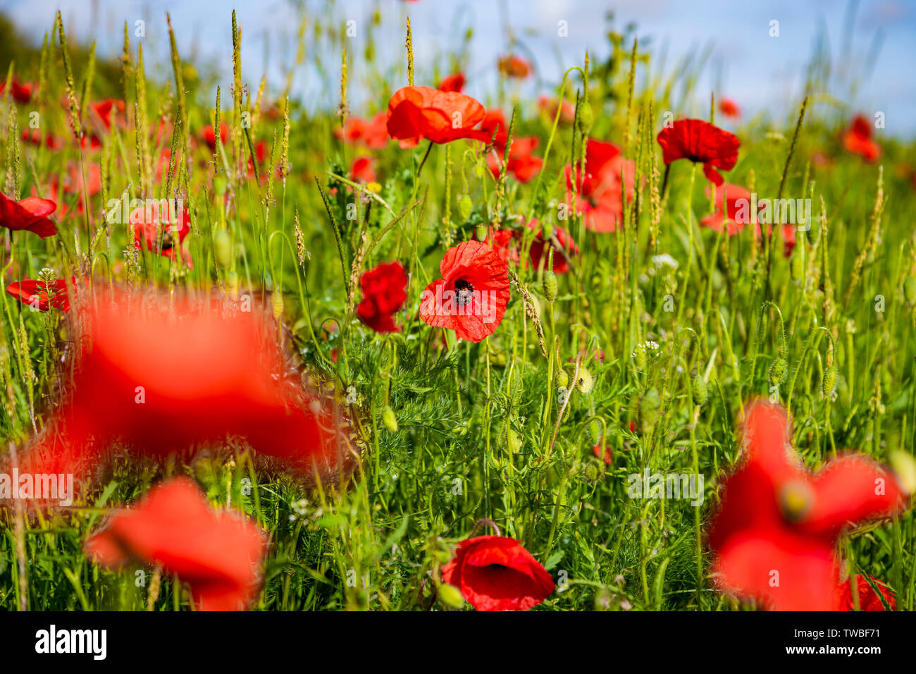 Wild red poppies growing in a natural meadow Stock Photo - Alamy