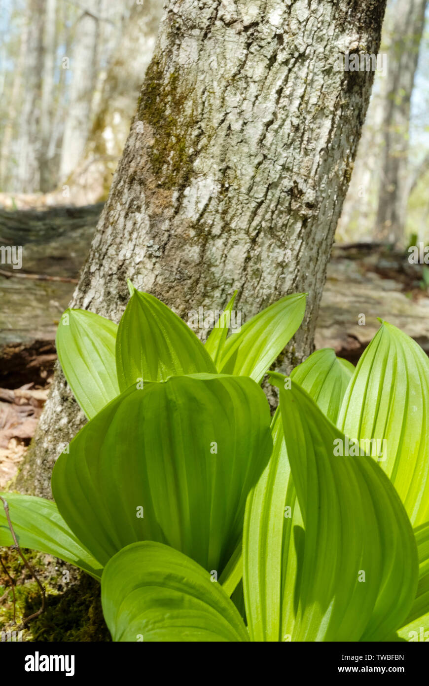 Indian poke hi-res stock photography and images - Alamy