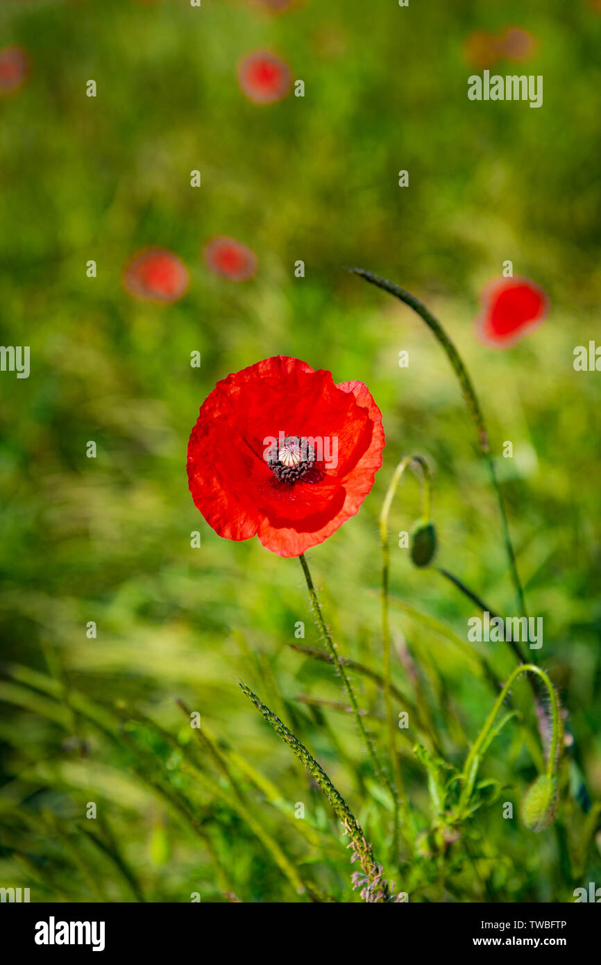 Wild red poppies growing in a lush green grass meadow on a summers day ...