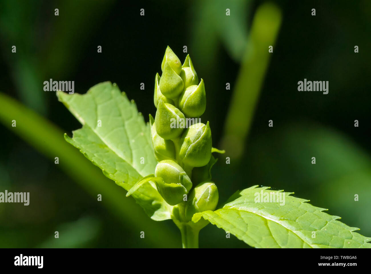 Turtle Head -Chelone glabra- in New Hampshire forest the during the ...