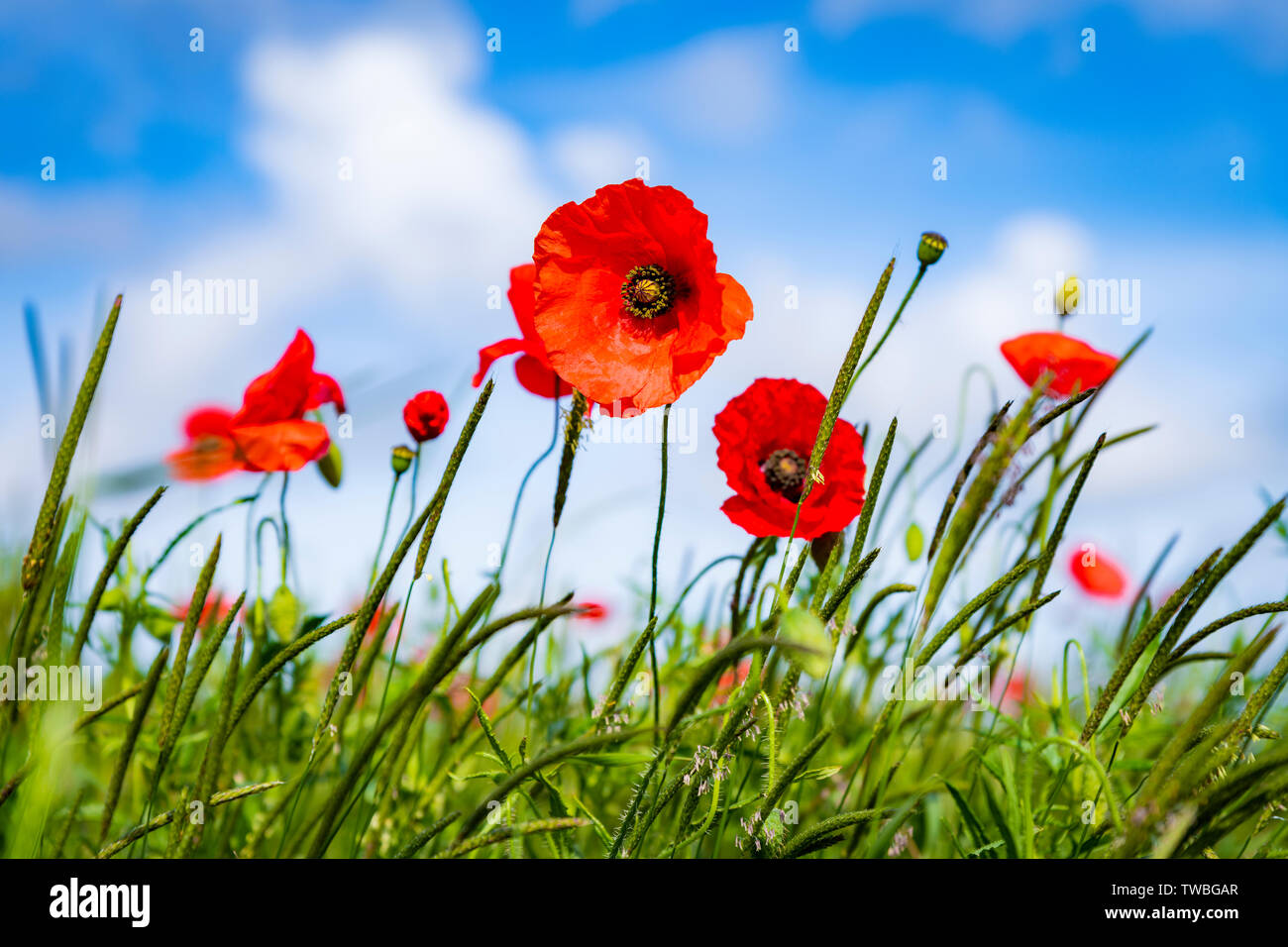 Wild red poppies growing in a lush green grass meadow on a summers day ...