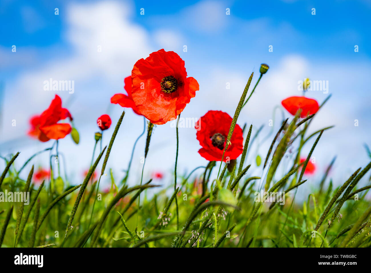 Wild red poppies growing in a lush green grass meadow on a summers day ...