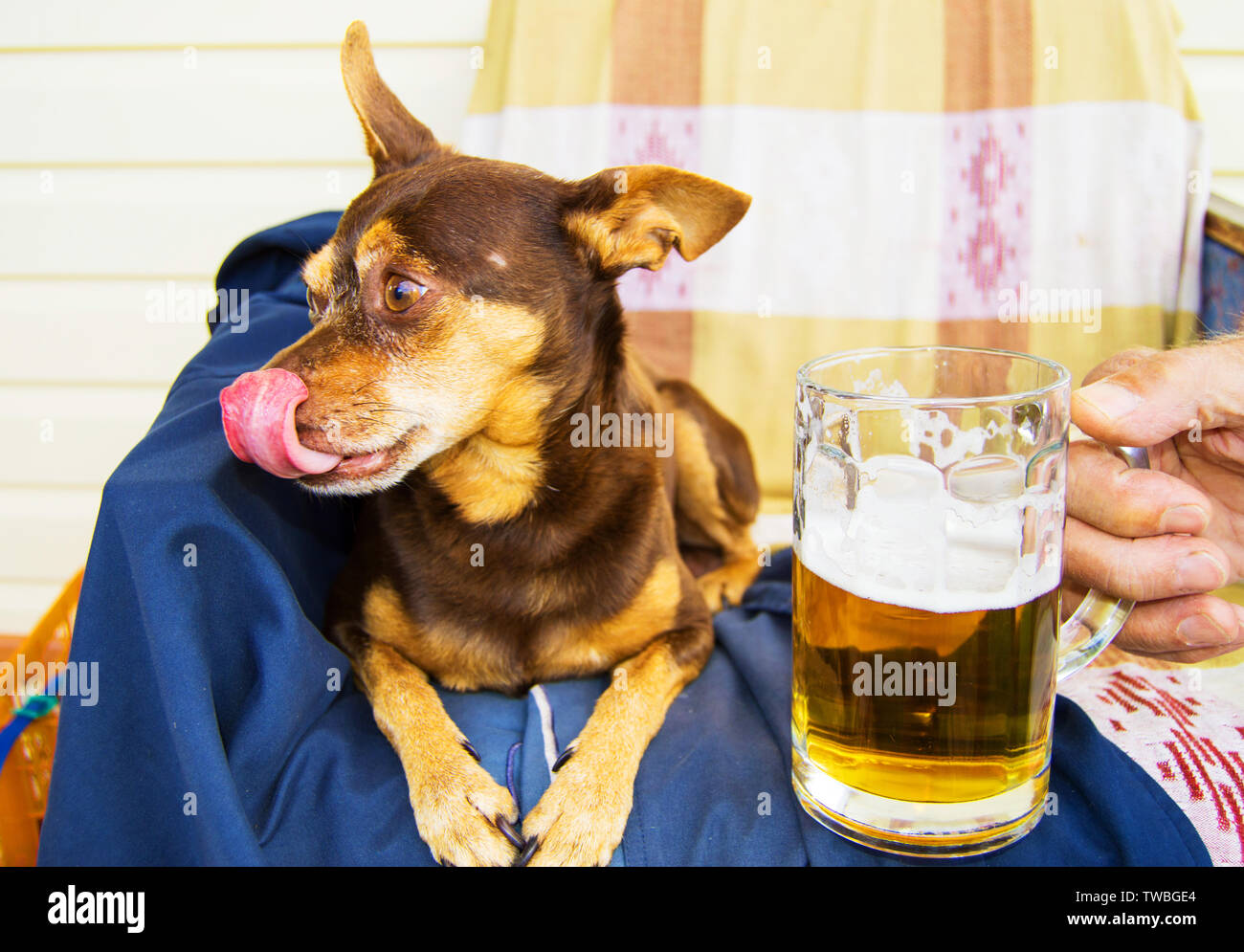Funny cute dog with a beer, which offers its owner. Humor Stock Photo ...