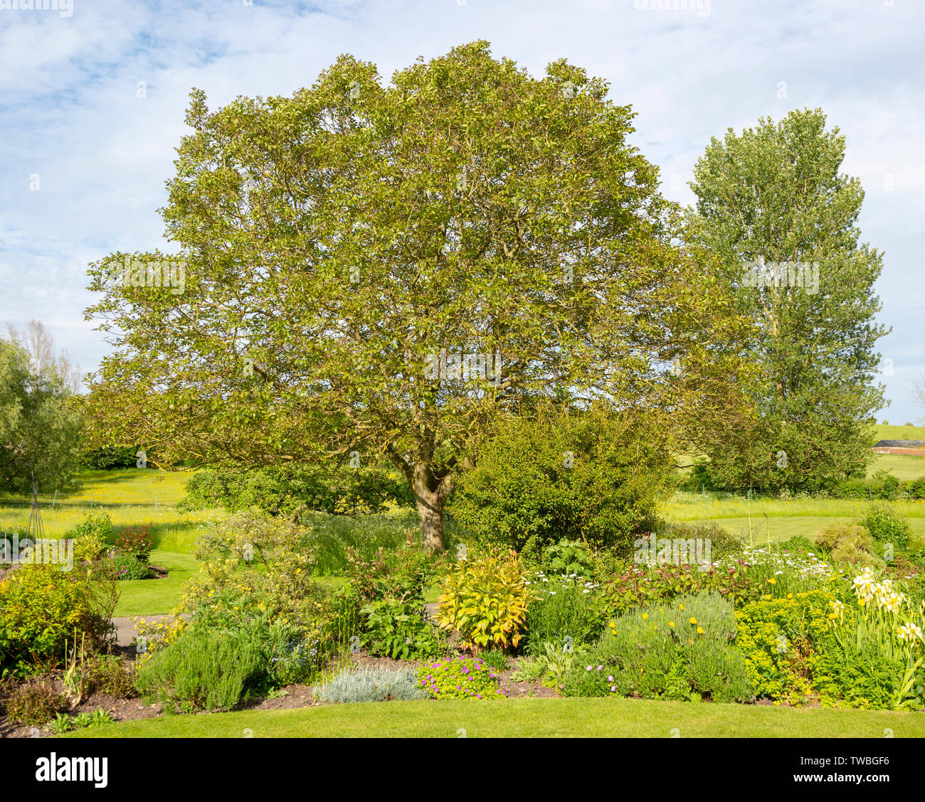 Walnut tree, Juglans regia, growing in English country garden ...