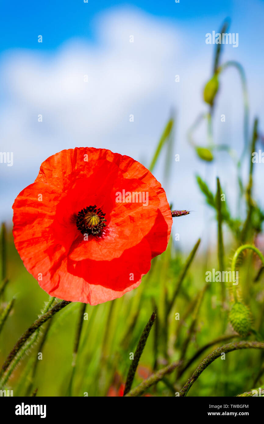 Wild red poppy growing in a natural grass meadow. The Cotswolds, UK ...
