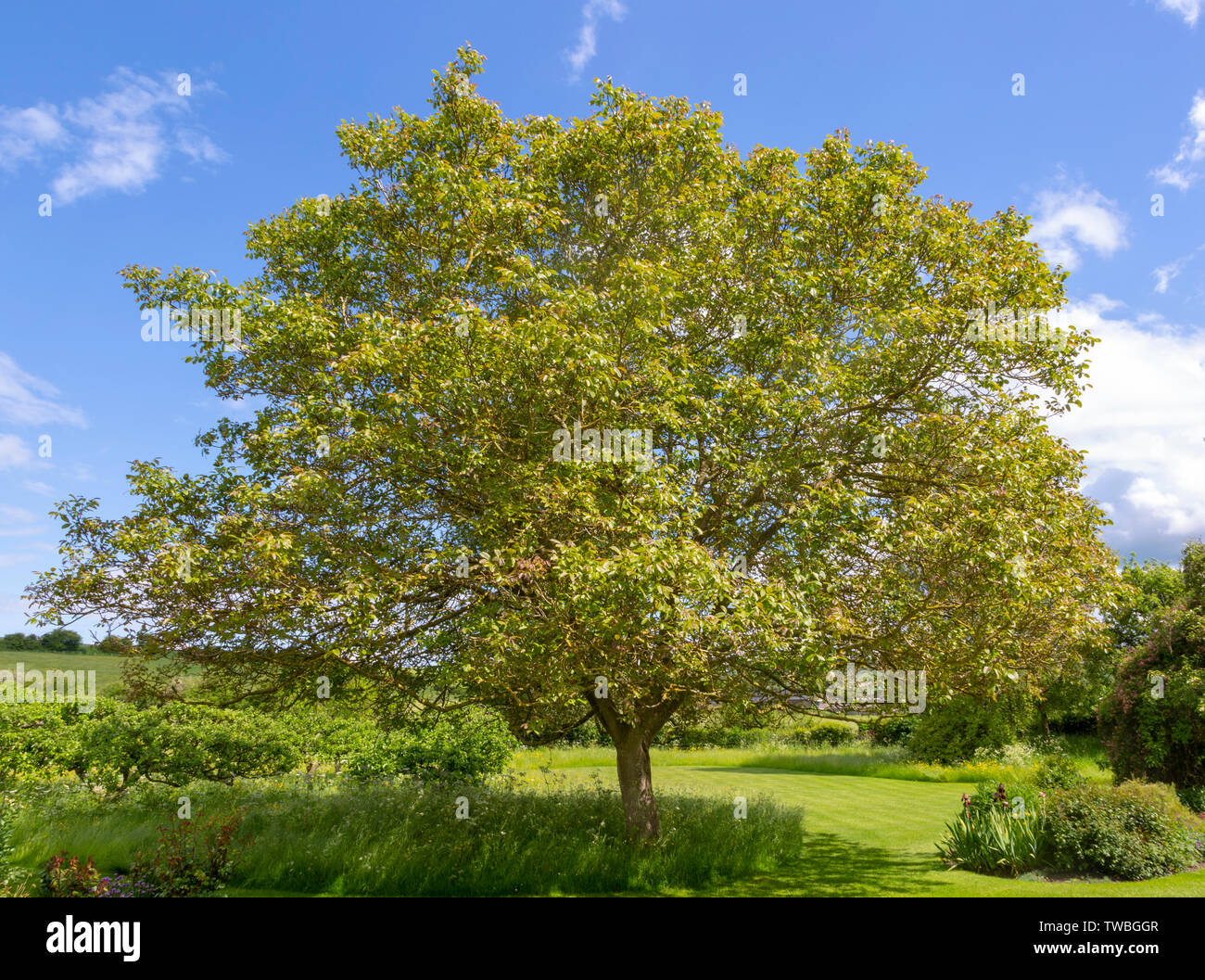Walnut tree hi-res stock photography and images - Alamy