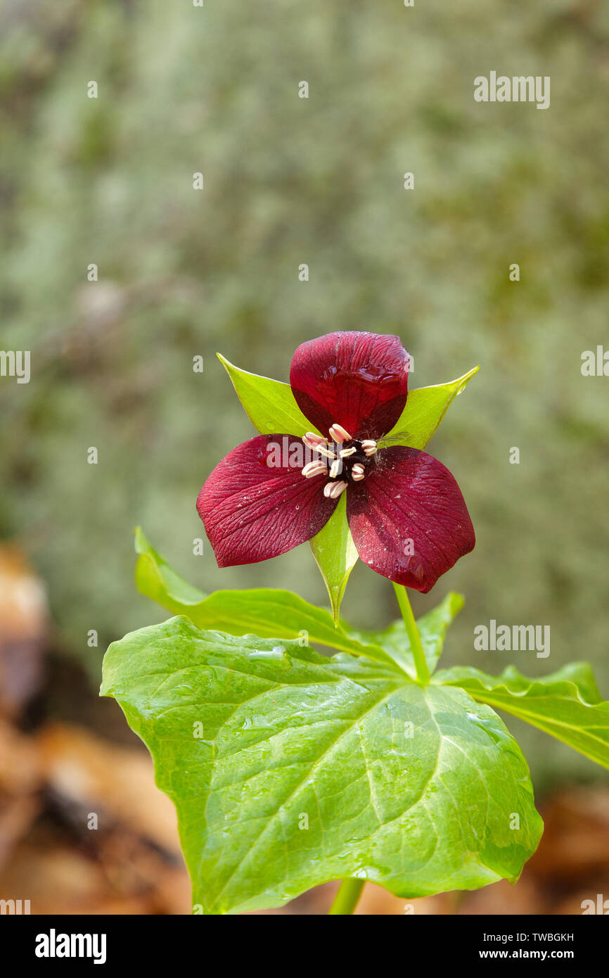 Purple Trillium Flower