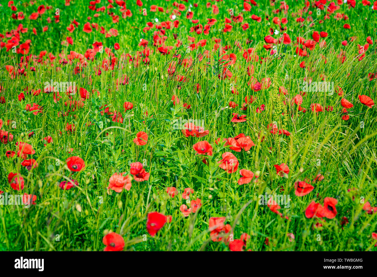 Wild red poppies growing in a natural meadow Stock Photo - Alamy