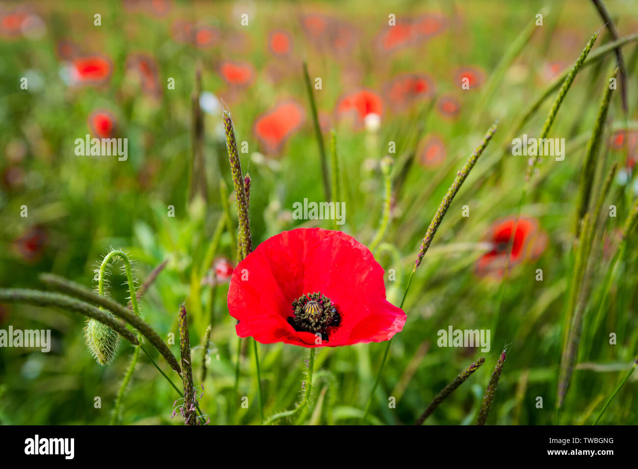 Wild red poppies growing in a natural meadow Stock Photo - Alamy