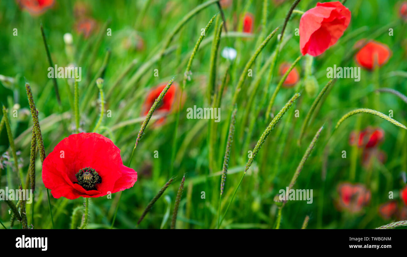 Wild red poppies growing in a natural meadow Stock Photo - Alamy