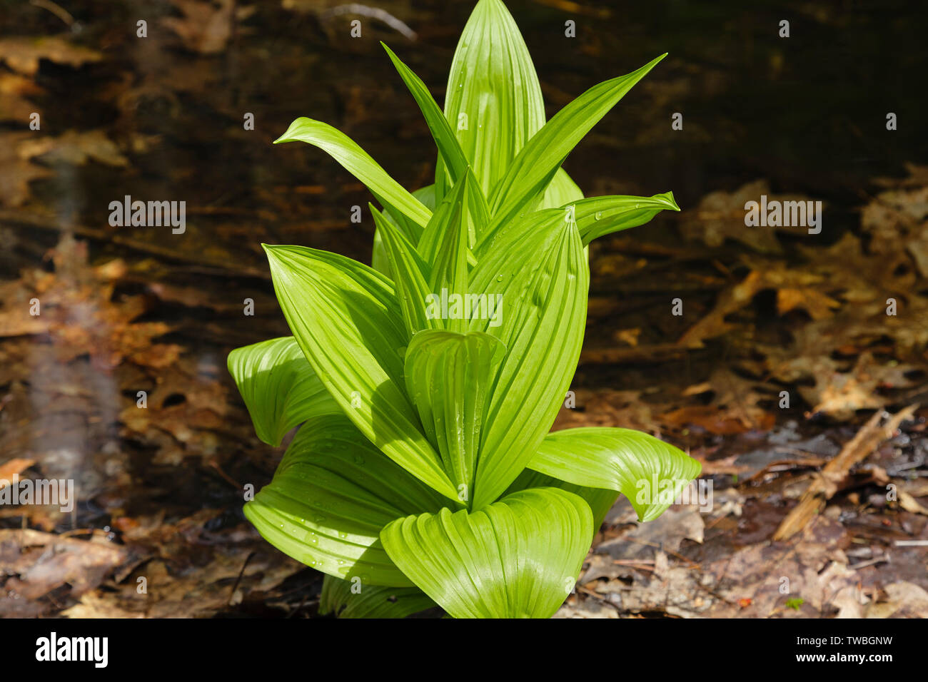 Indian Poke - Veratrum veride - in the New Hampshire USA Stock Photo ...