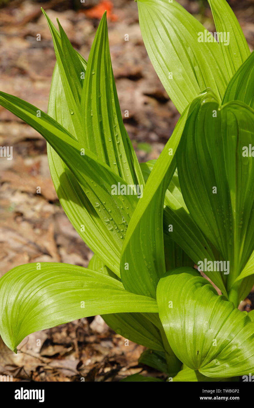 Indian Poke - Veratrum veride - in the New Hampshire USA Stock Photo ...
