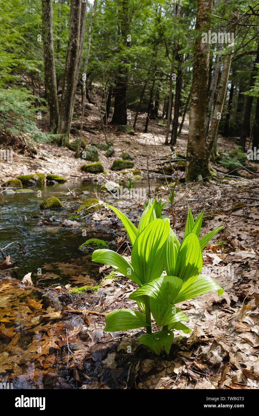 Indian Poke - Veratrum veride - in the New Hampshire USA Stock Photo ...