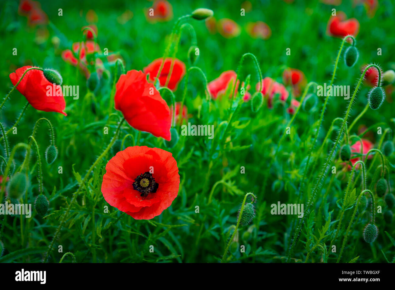 Fields of wild red poppies. Remembrance Sunday background. The poppy is ...