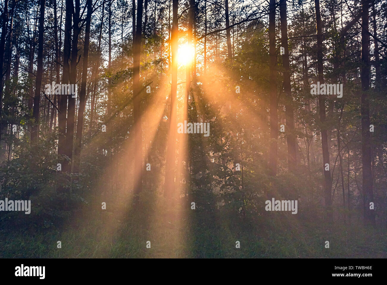 Forest landscape with thick fog and light rays Stock Photo - Alamy