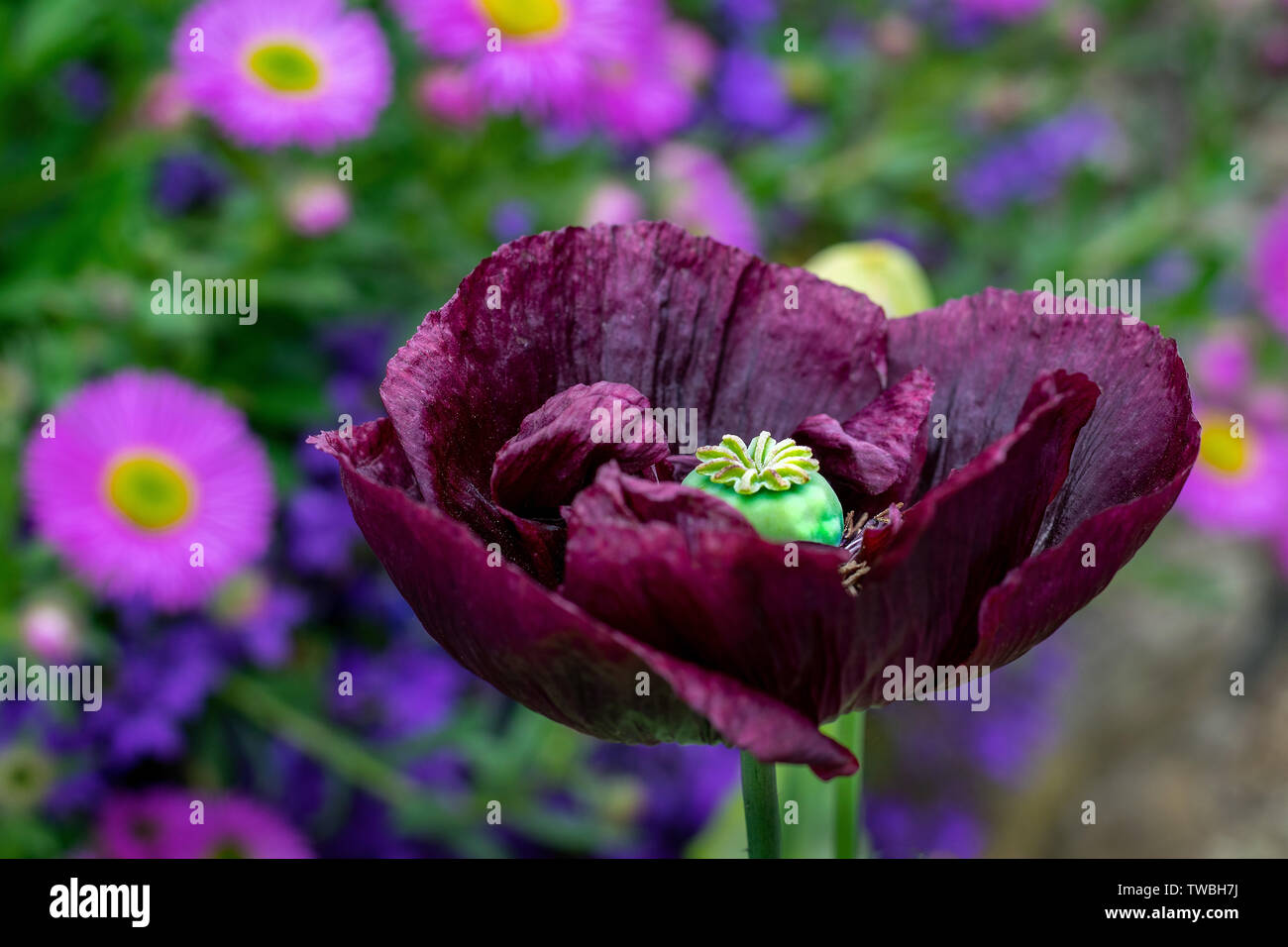 Large ornamental poppy in full bloom showing its developing seed pod ...
