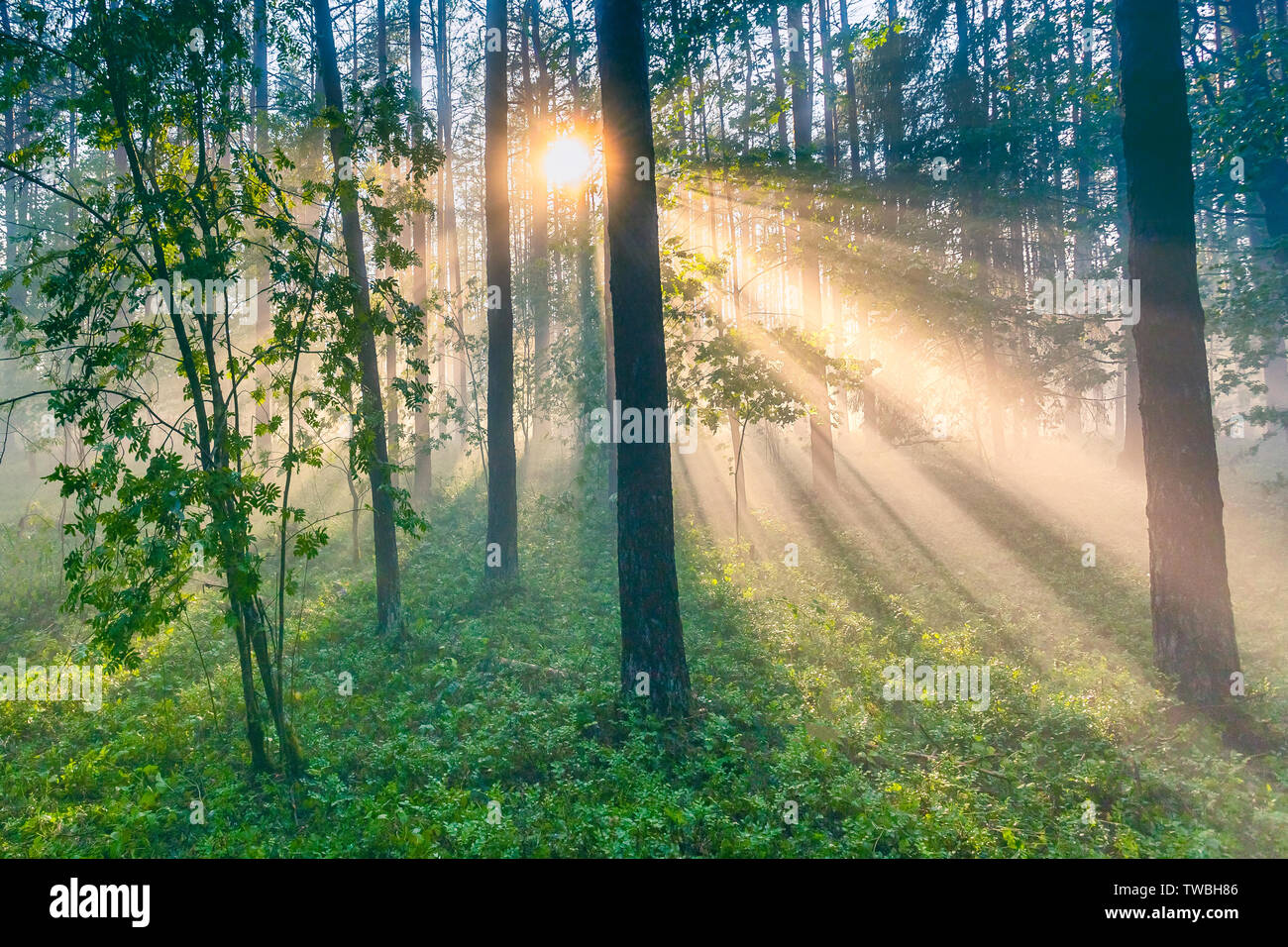 Forest landscape with thick fog and light rays Stock Photo - Alamy