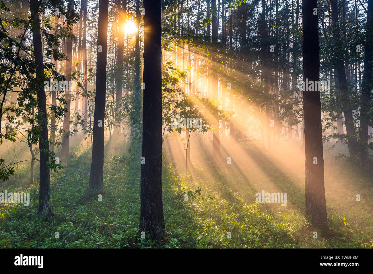 Forest landscape with thick fog and light rays Stock Photo - Alamy