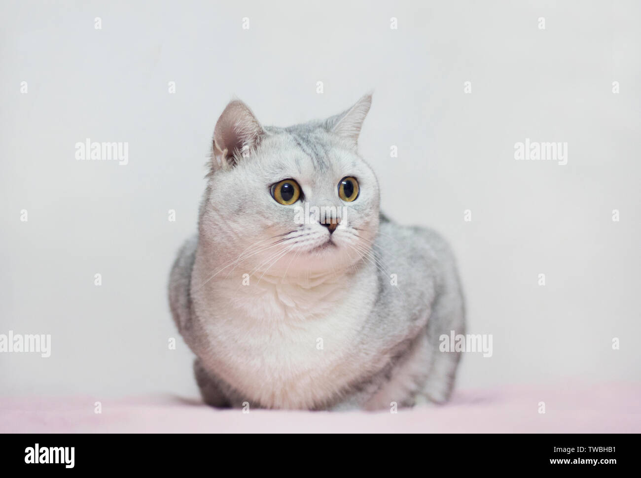Silver gradient cat Stock Photo - Alamy