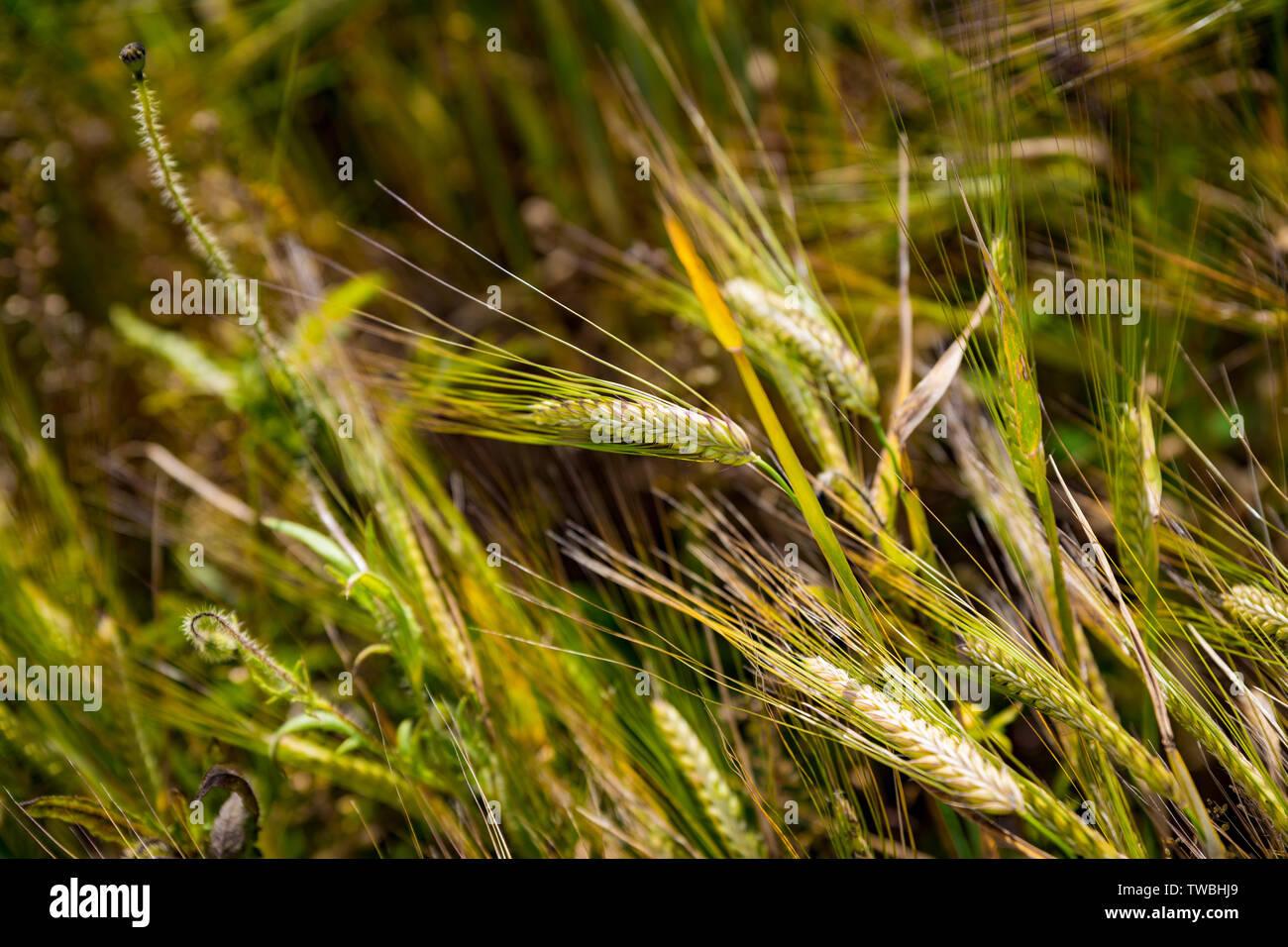 Oats Barley High Resolution Stock Photography and Images - Alamy