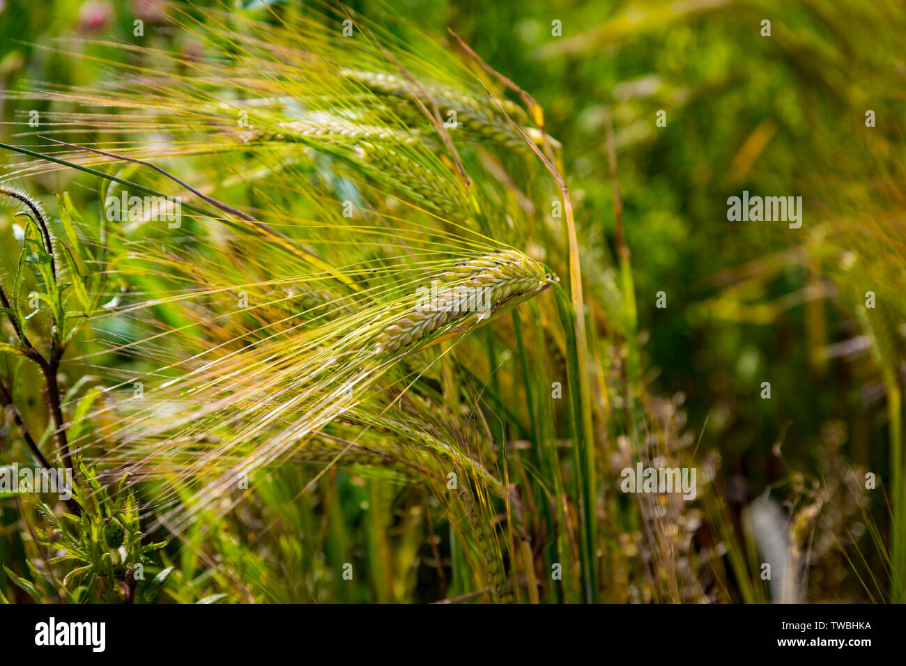 Oats Barley High Resolution Stock Photography and Images - Alamy