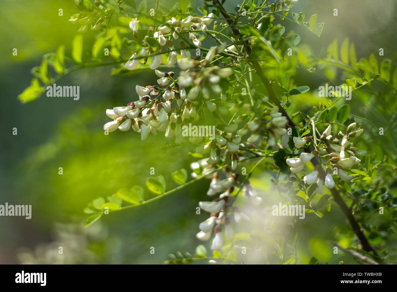 Sweet locust hi-res stock photography and images - Alamy