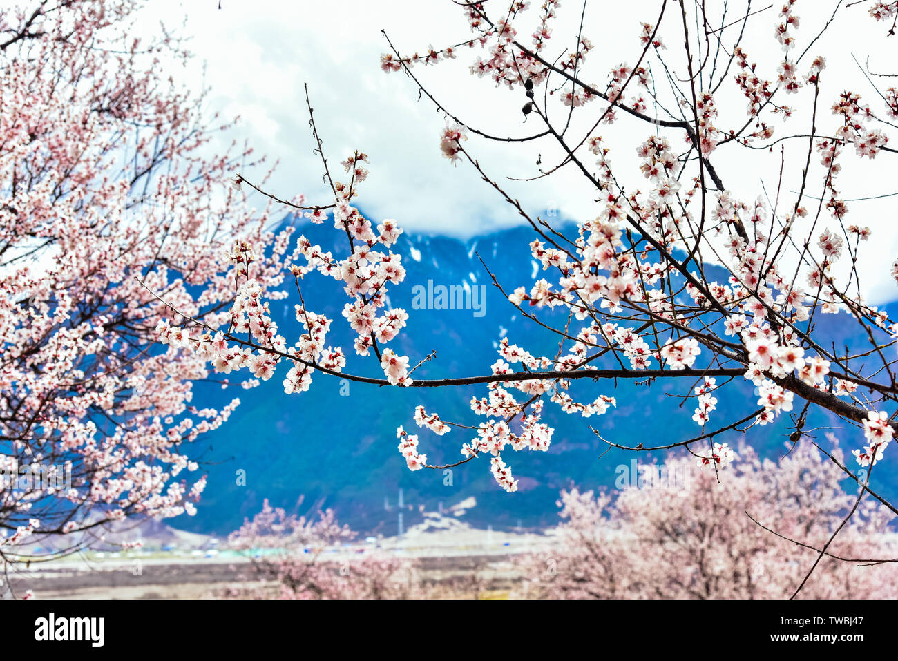 Spring peach blossoms in the snow of Tibet Stock Photo - Alamy