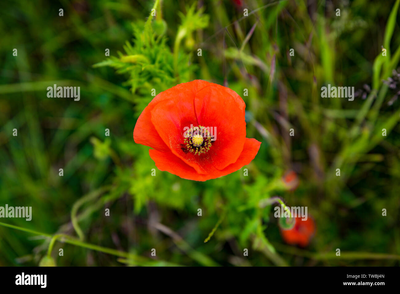 Remembrance Sunday background. Red Poppies growing in the Cotswolds UK ...