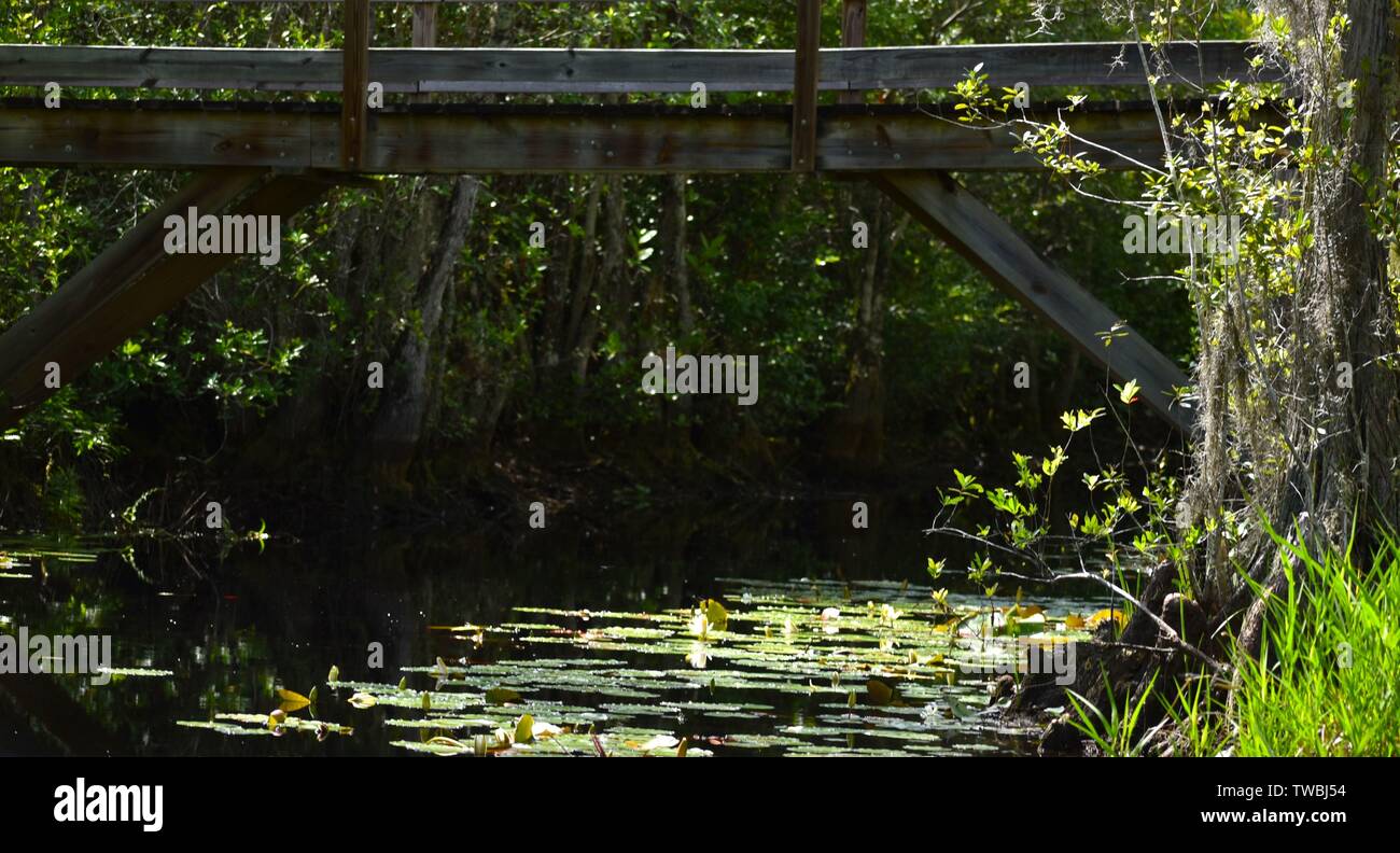 Swamp bridge hi-res stock photography and images - Alamy