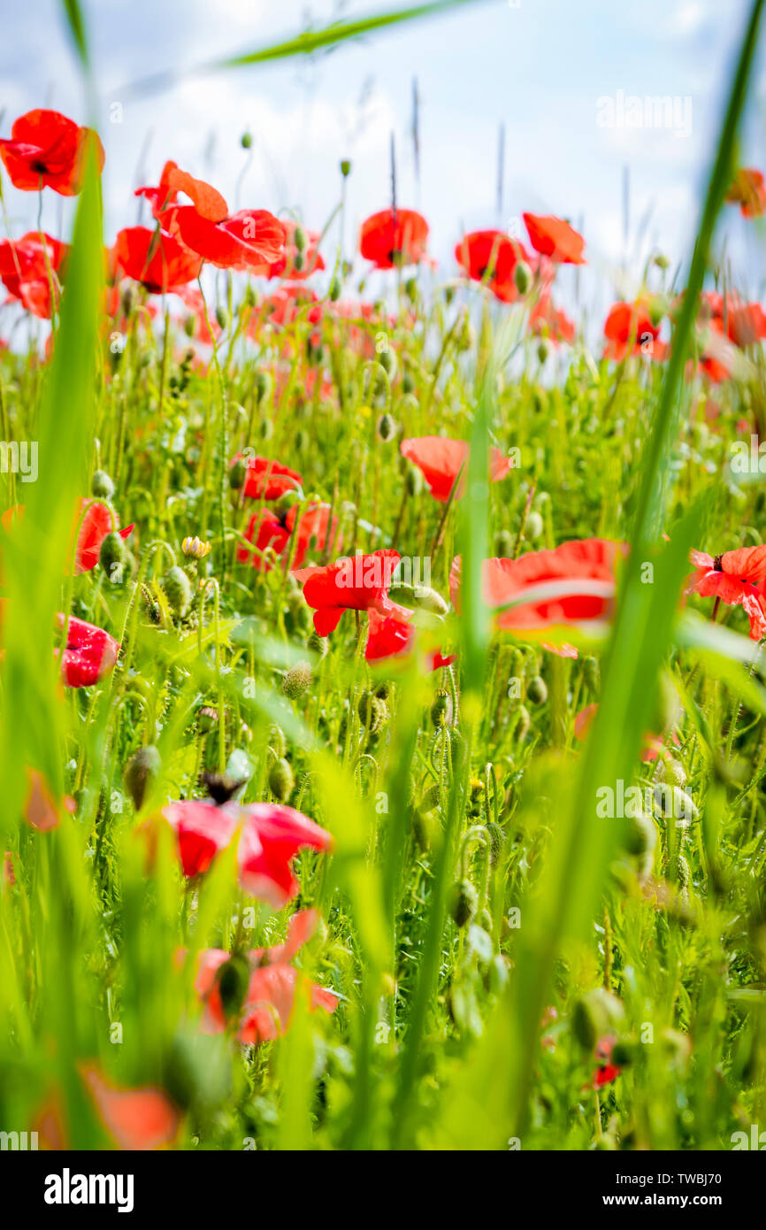 Remembrance Sunday background. Red Poppies growing in the Cotswolds UK ...