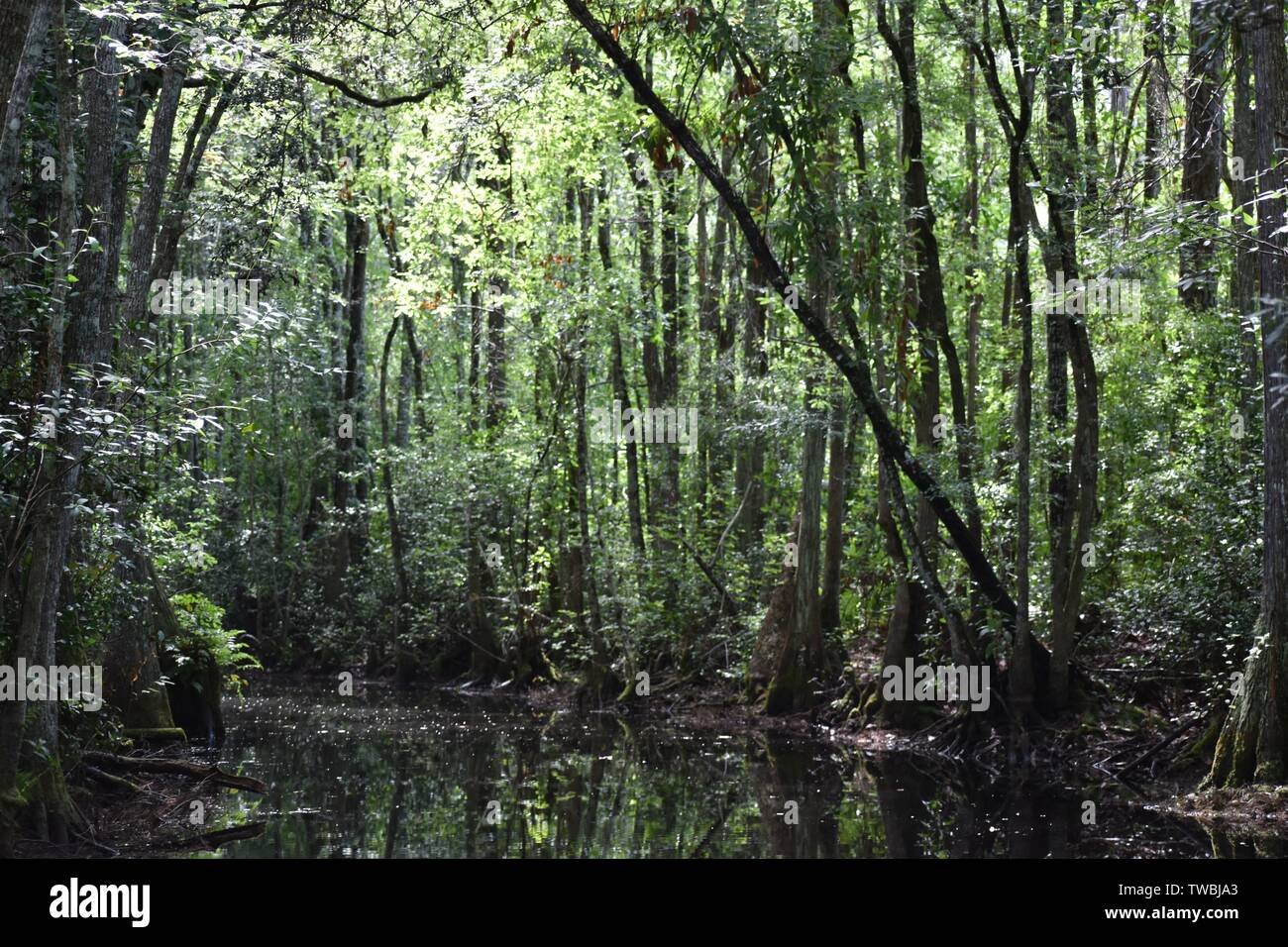 Plant life on the banks of a southern black water swamp Stock Photo - Alamy