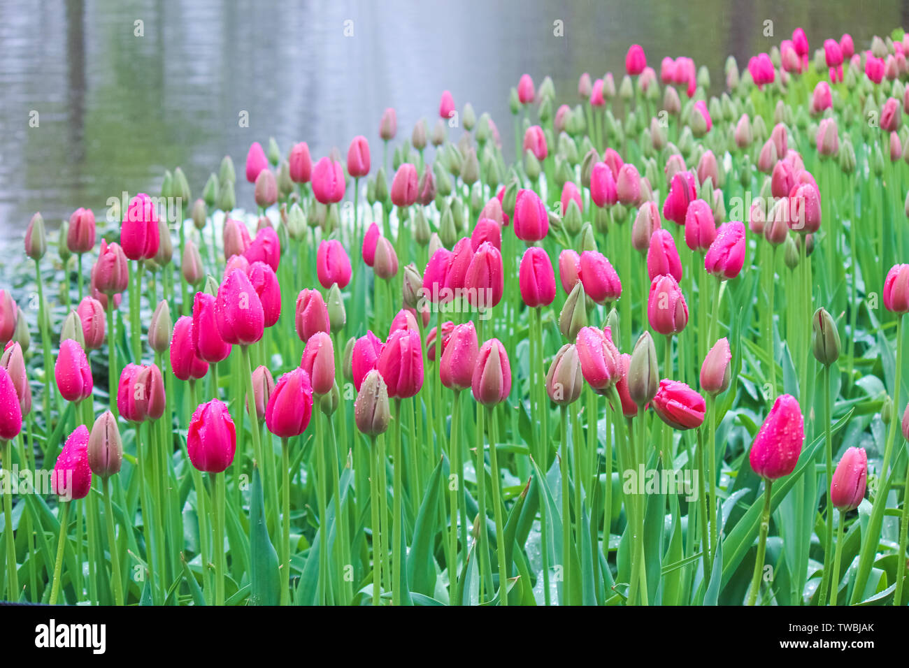 Fuchsia tulips hi-res stock photography and images - Alamy