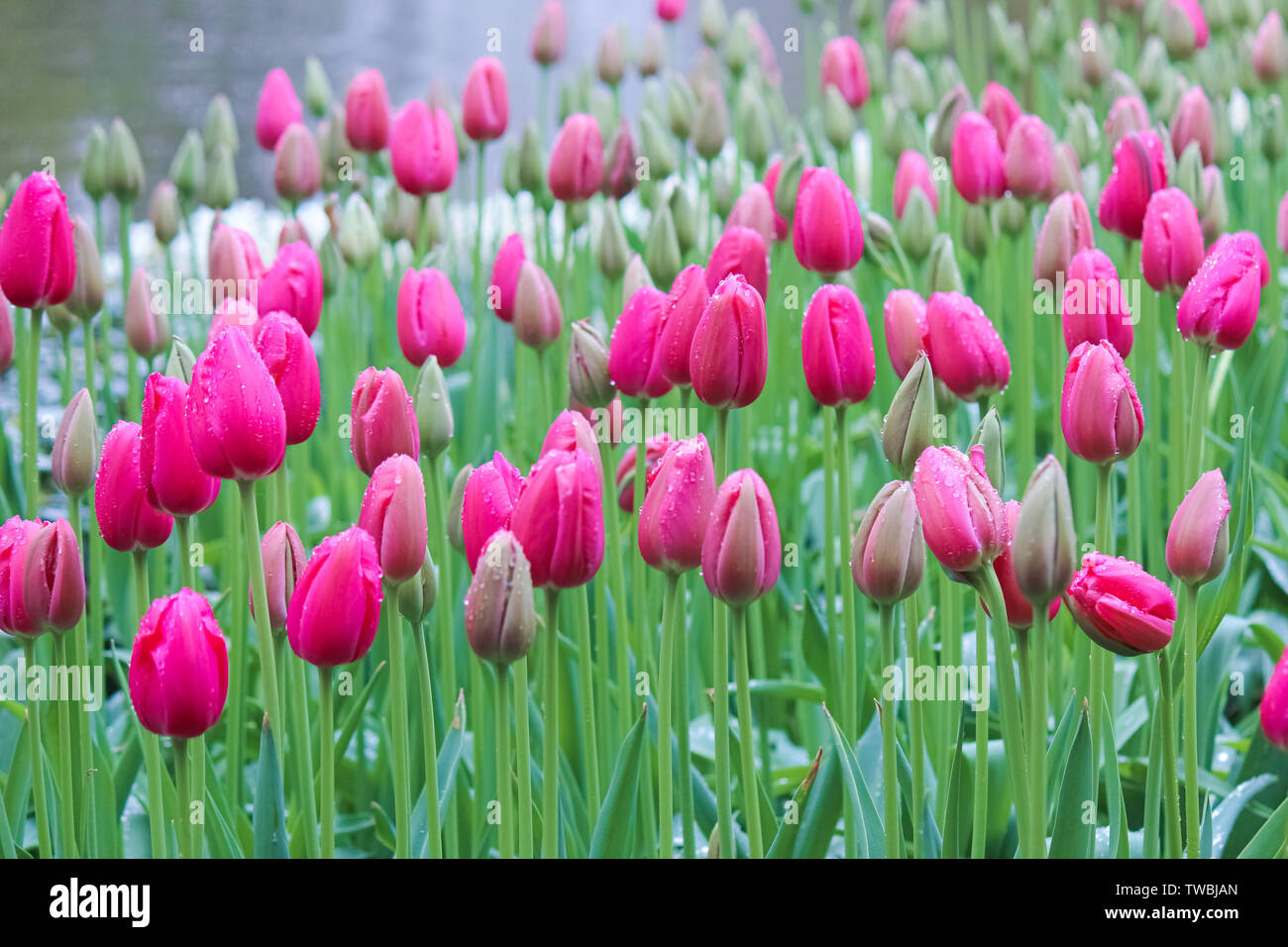Amazing pink tulip on a gloomy morning in mist and rain. Drops on ...